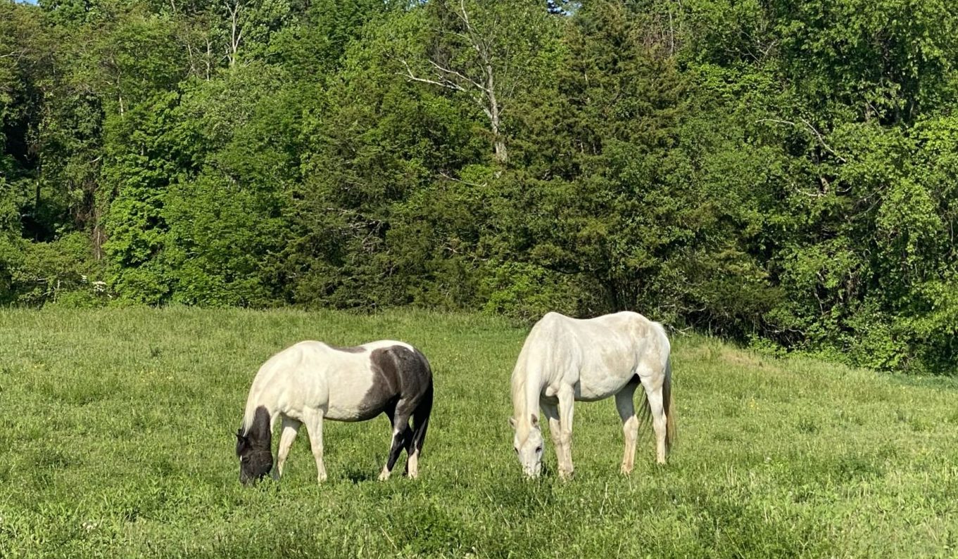 INFO - WINDHORSE FARM